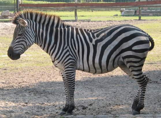 Zebras Welt - das Leben der Zebras